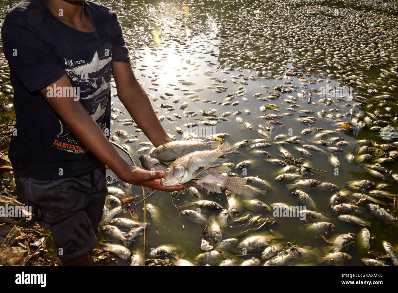 Massive fish death hi-res stock photography and images - Alamy