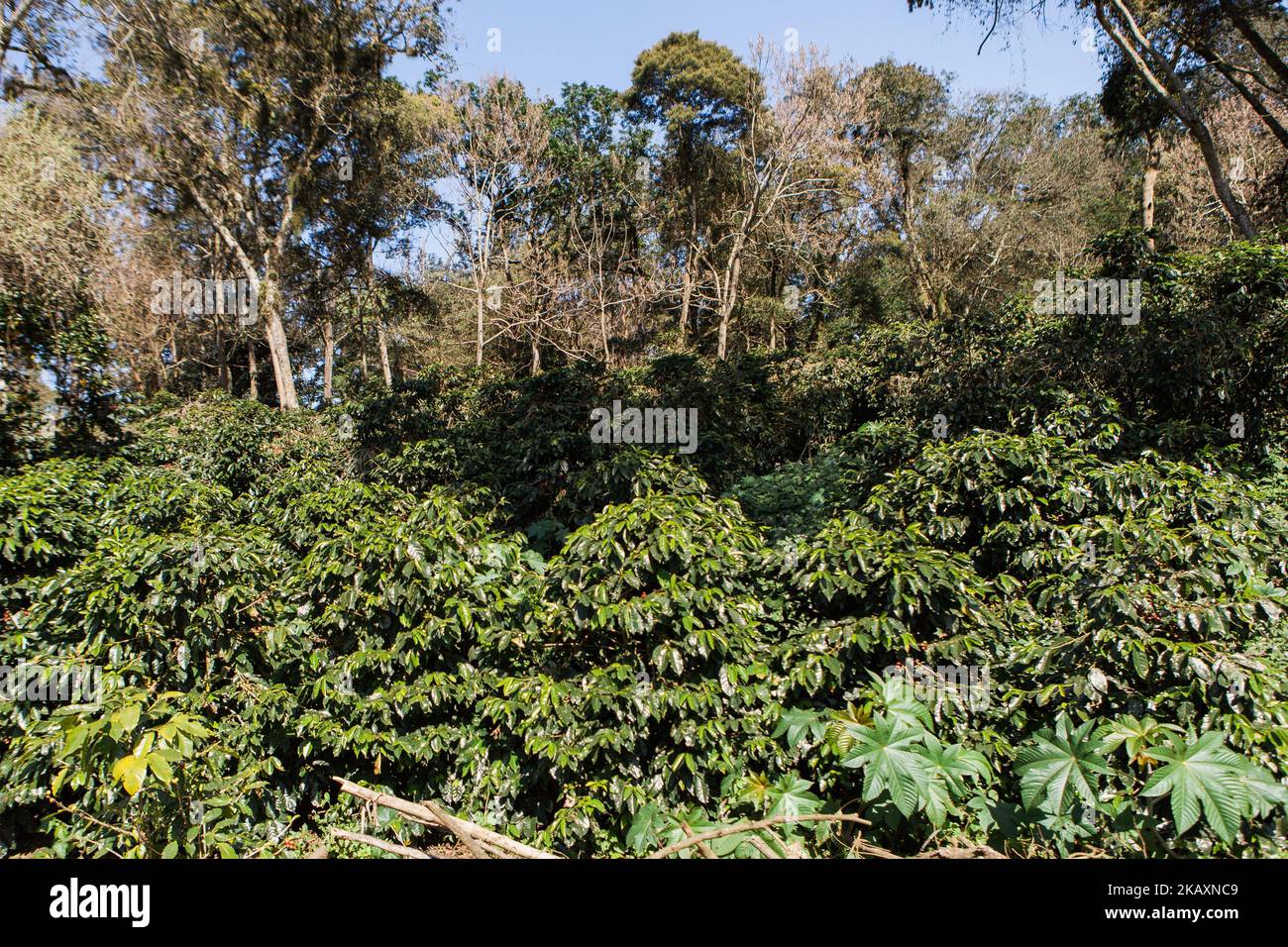 A field of coffee plants and shade trees plantation in Puebla state ...