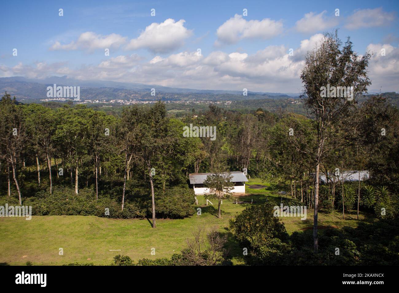 Coffee farm under trees hi-res stock photography and images - Alamy
