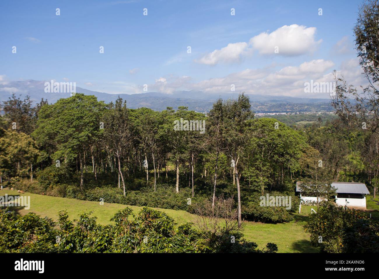 Coffee farm under trees hi-res stock photography and images - Alamy