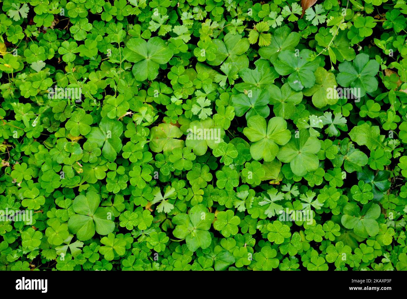 A top view of green clovers Stock Photo - Alamy