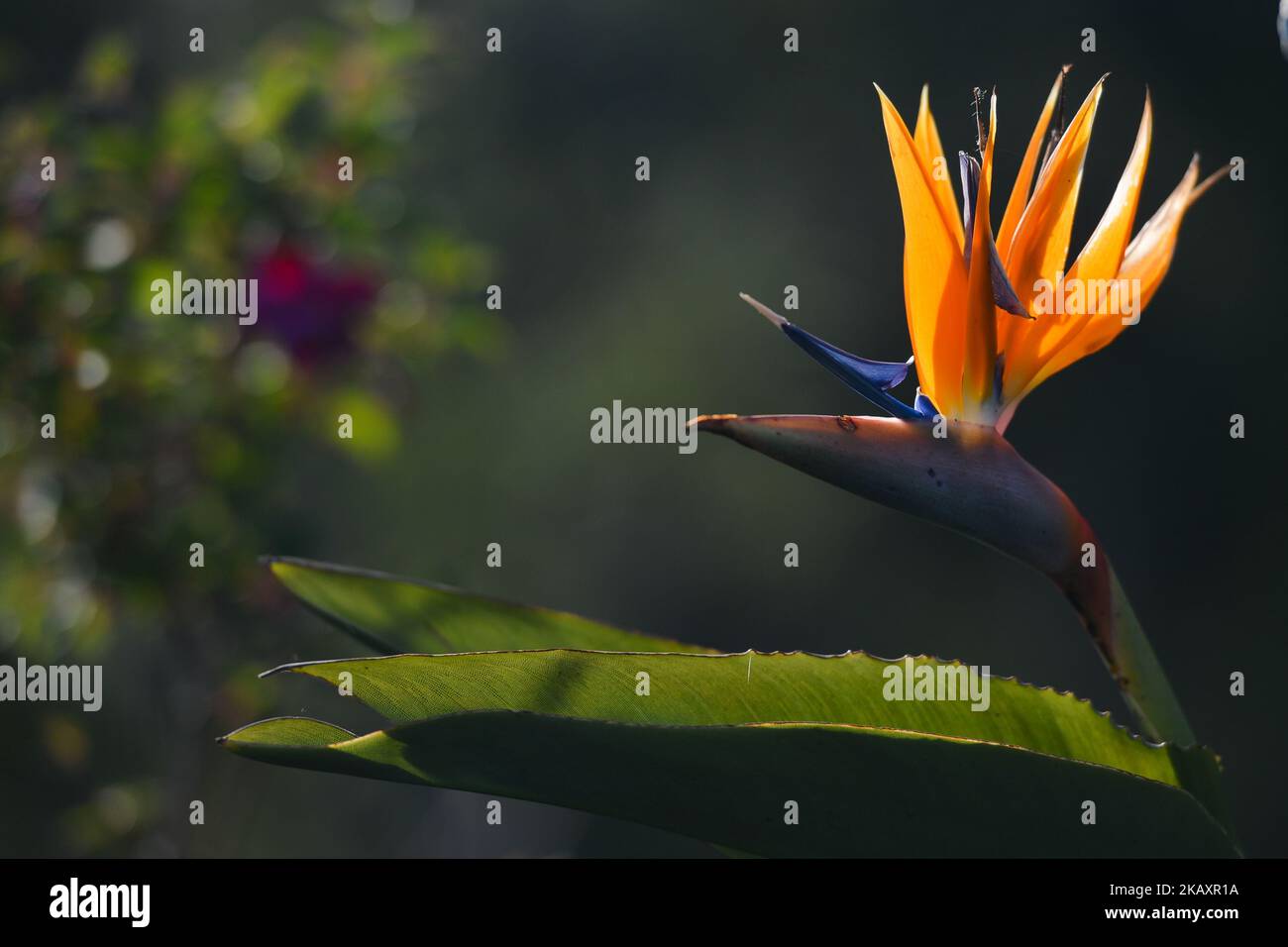 A view of Strelitzia, known also under a common name as the Bird of ...