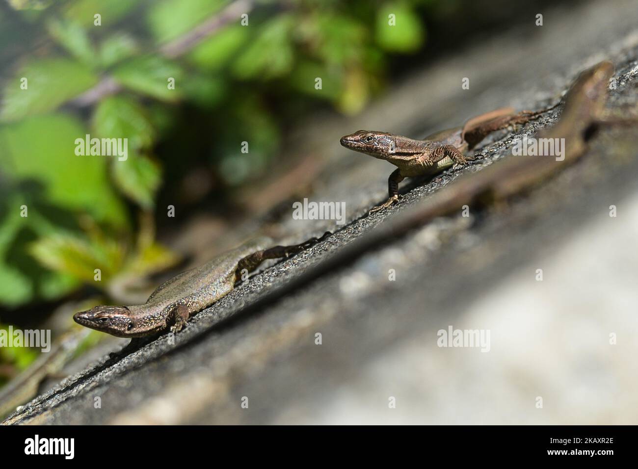 Madeira wall lizard hi-res stock photography and images - Alamy