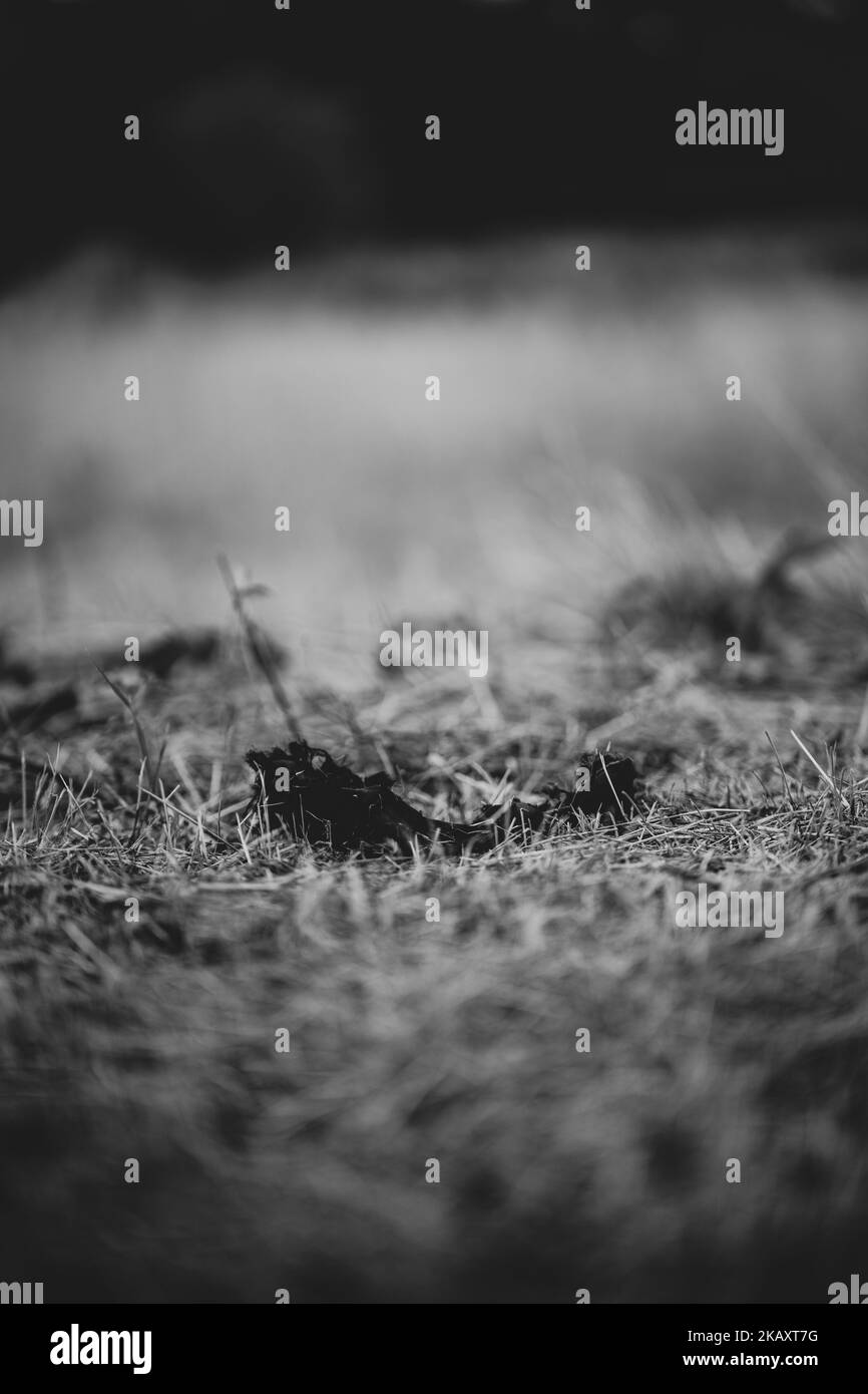 A grayscale of random rubber debris sitting in a field Stock Photo - Alamy