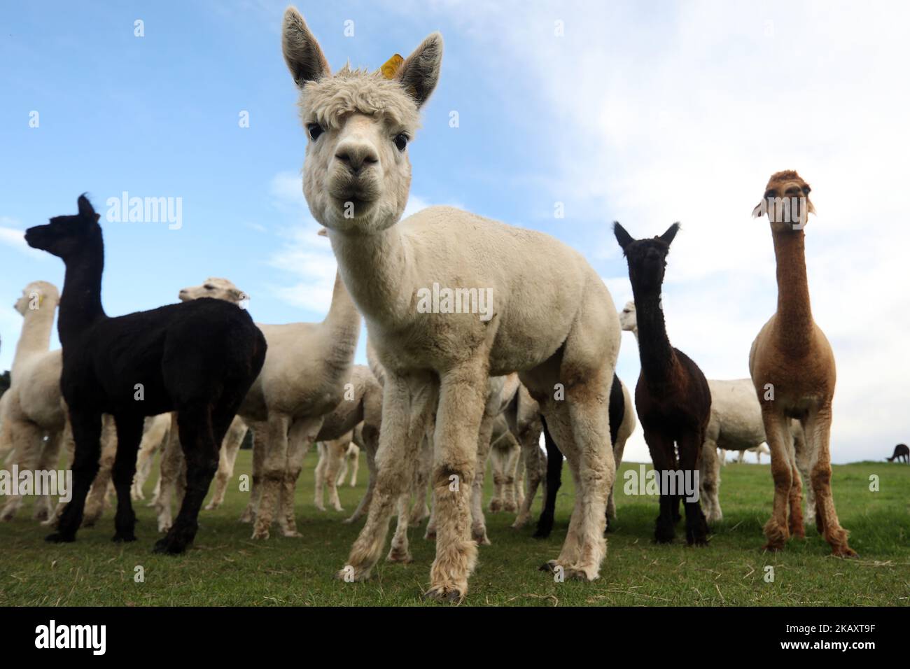 A group of alpacas stands at Sherlin Alpaca Stud farm in the Selwyn ...