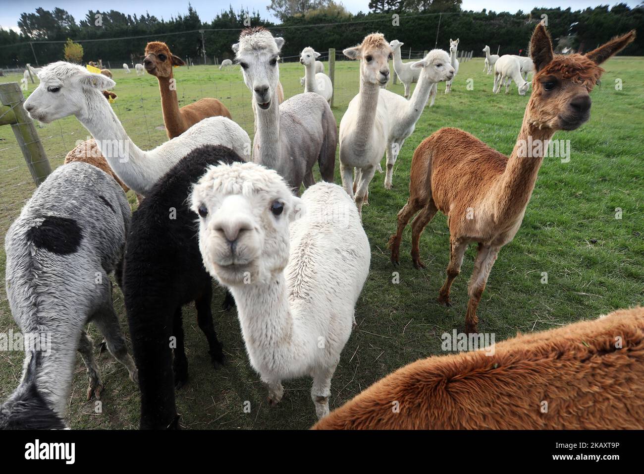 A group of alpacas stands at Sherlin Alpaca Stud farm in the Selwyn ...