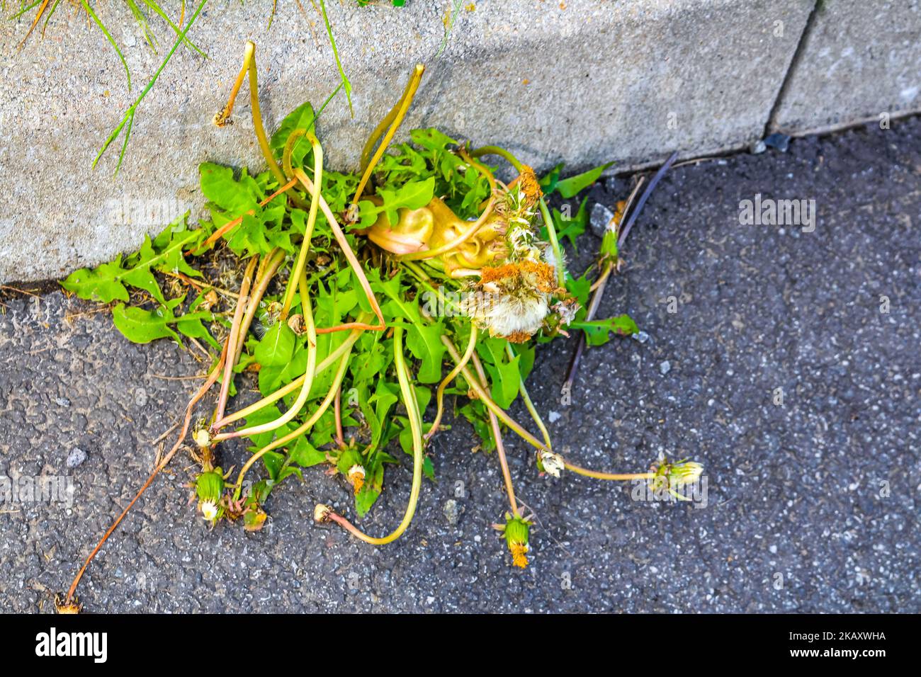 Sick withered crippled strong yellow hi-res stock photography and ...