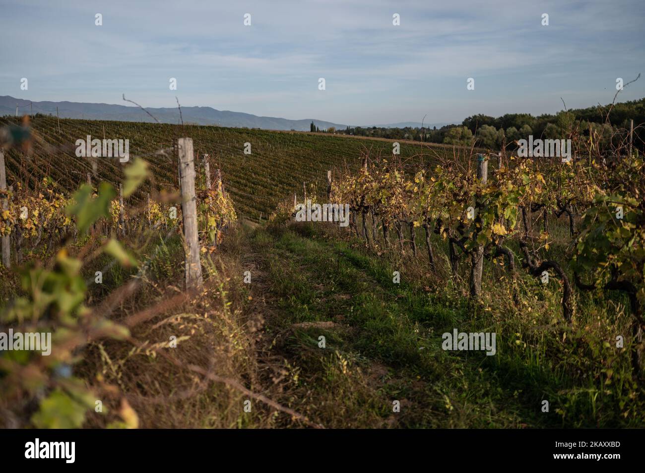 Rows of grapes cover gentle hills at a vineyard in Tuscany Stock Photo ...
