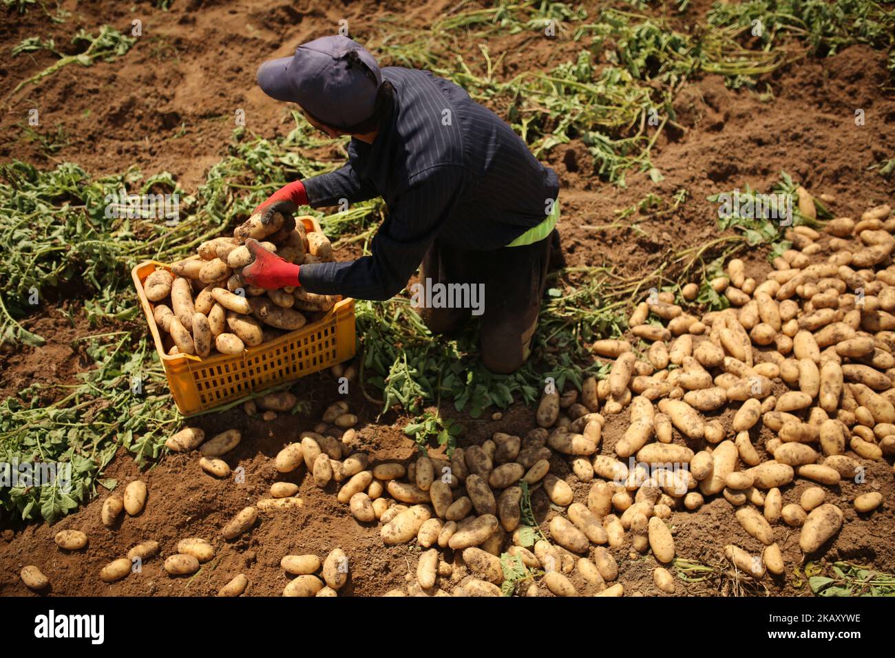 Potato news hi-res stock photography and images - Alamy