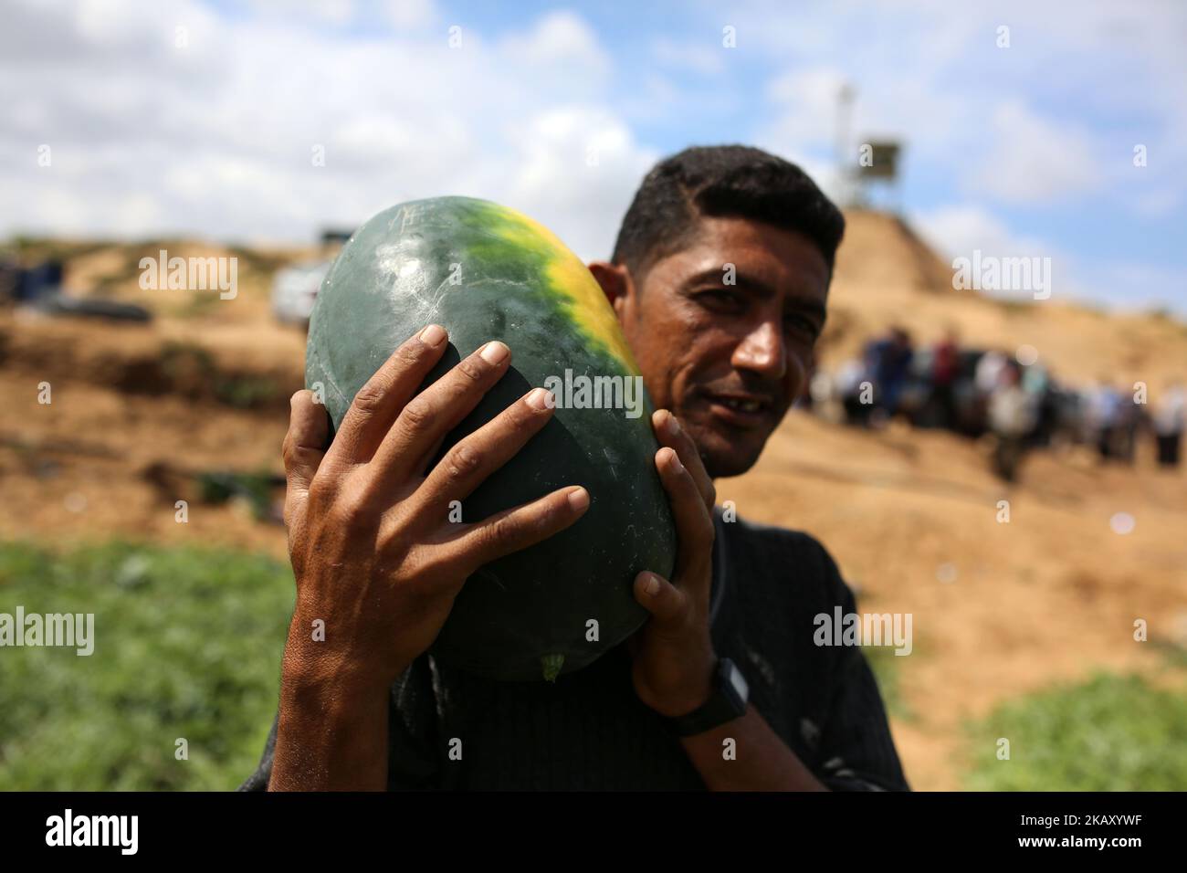 Palestinian farmers collect watermelon from their field located in in ...