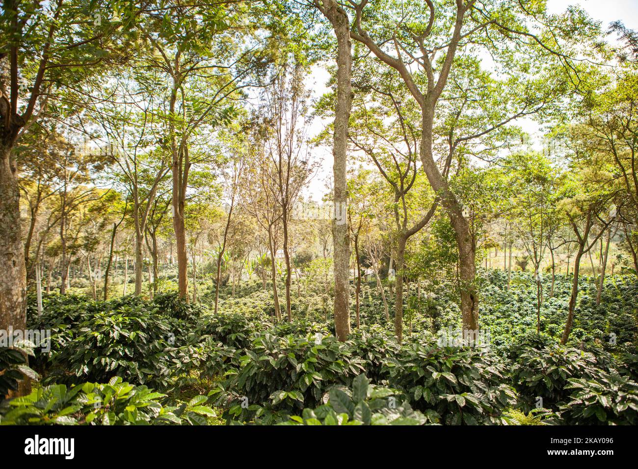 A field of coffee plants and shade trees plantation in Puebla state ...