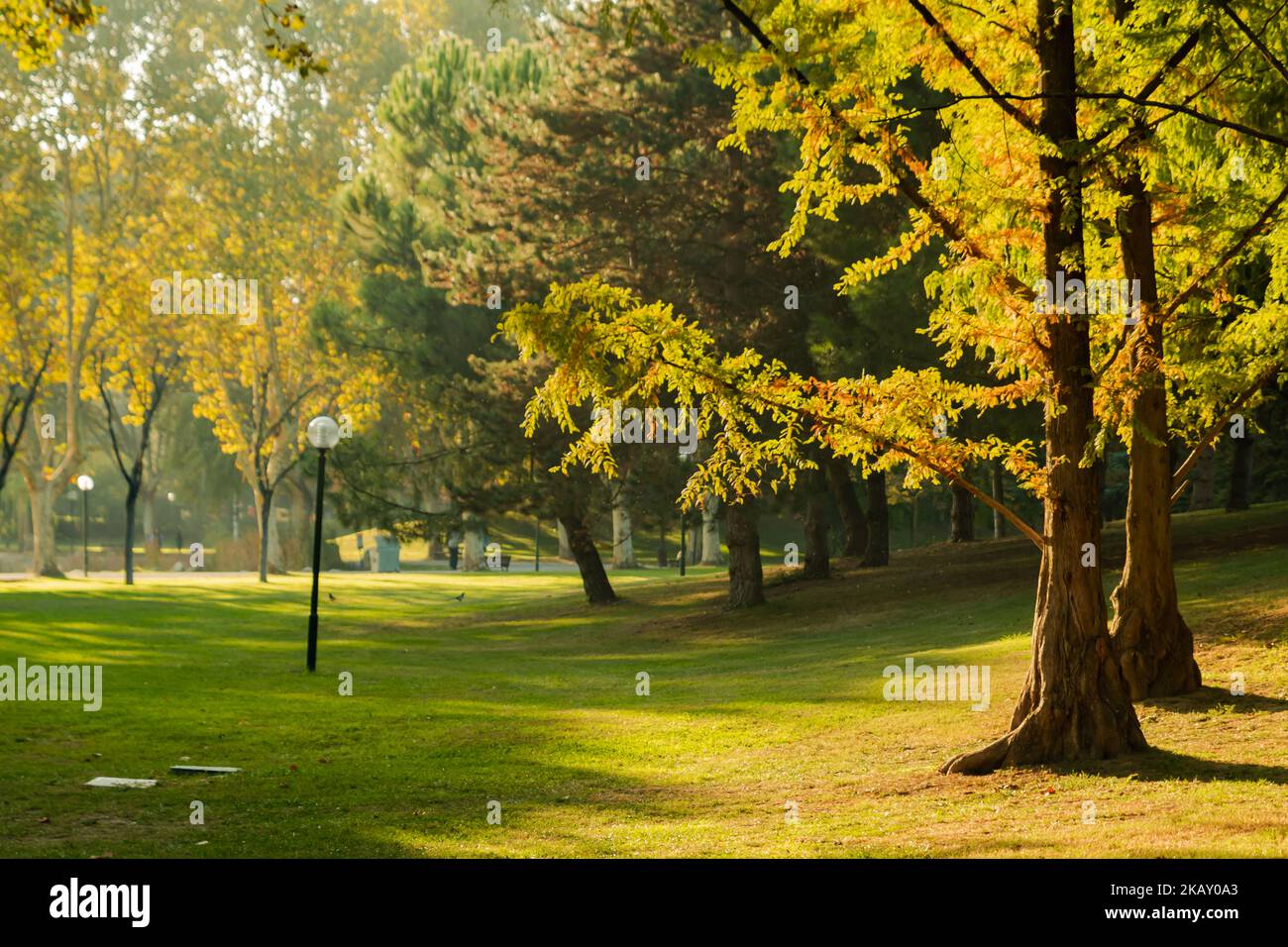 fascinating nature and light plays in the park at sunrise , fall season ...