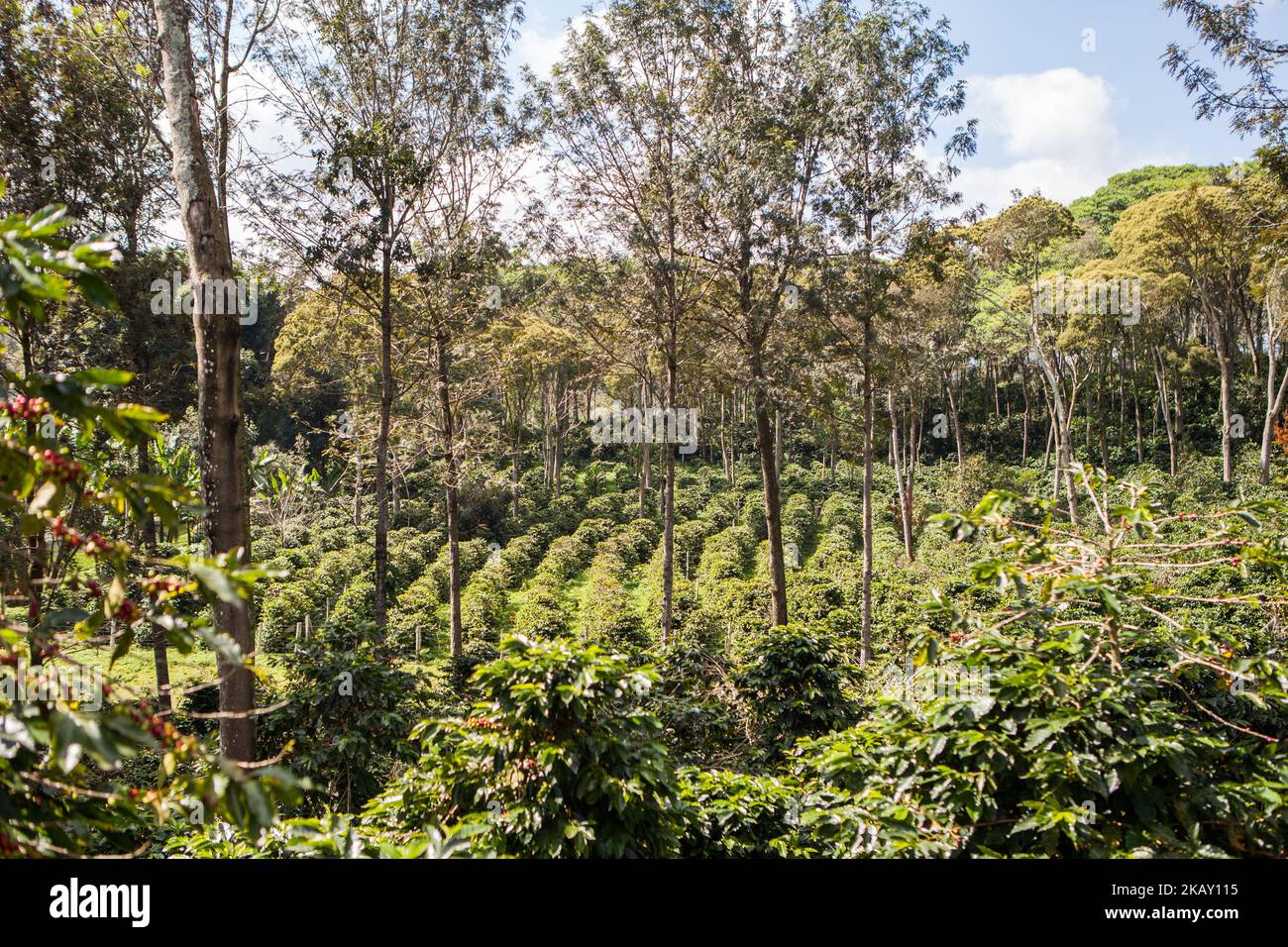 Coffee farm under trees hi-res stock photography and images - Alamy