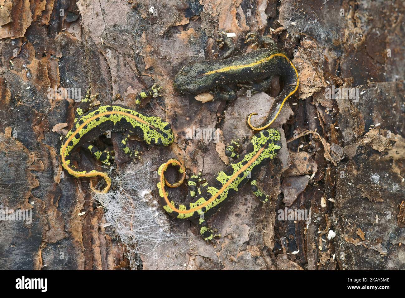 Trirurus hi-res stock photography and images - Alamy