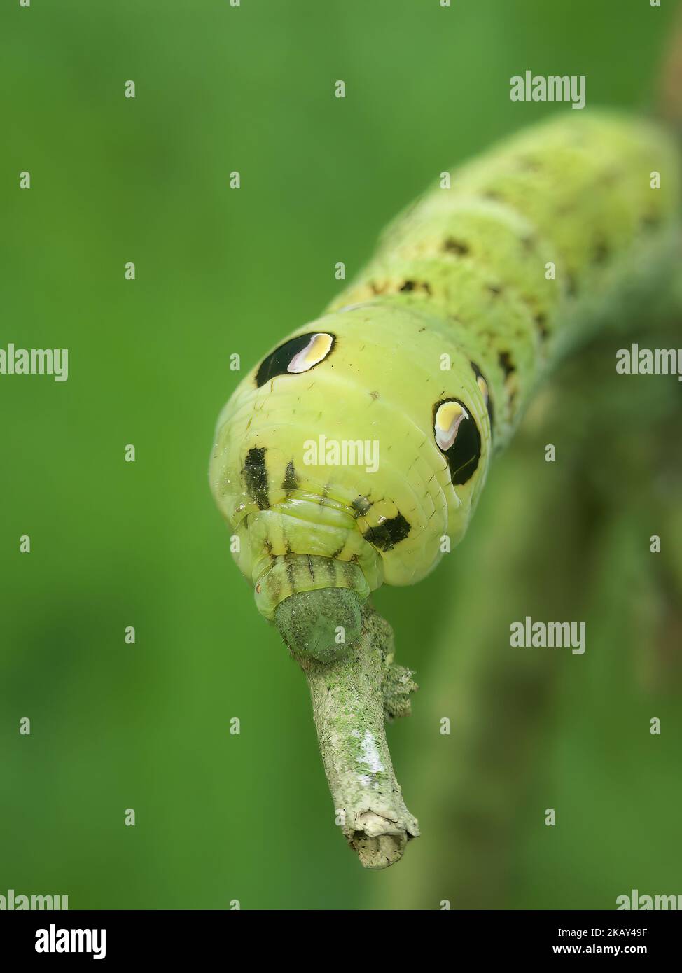 Natural closeup on the large green caterpillar of the Elephant Hawk ...