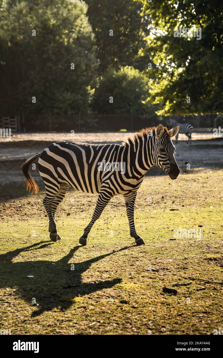 A zebra (subgenus Hippotigris) walking through the park surrounded by ...