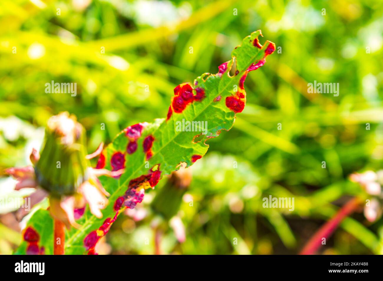 Sick withered crippled strong yellow hi-res stock photography and ...