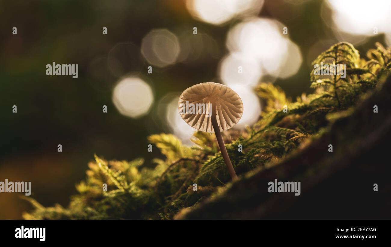 A selective focus of mushroom fungus in a garden Stock Photo - Alamy