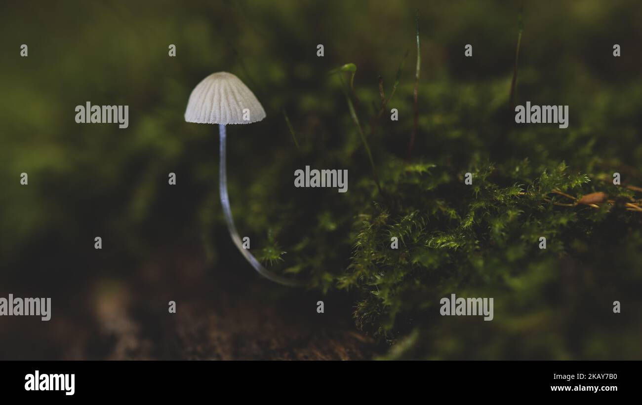 A selective focus of mushroom fungus in a garden Stock Photo - Alamy