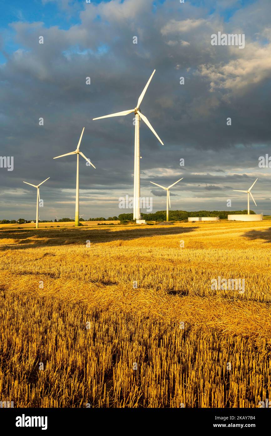 A group of wind turbines in the golden field against a blue clouded sky ...