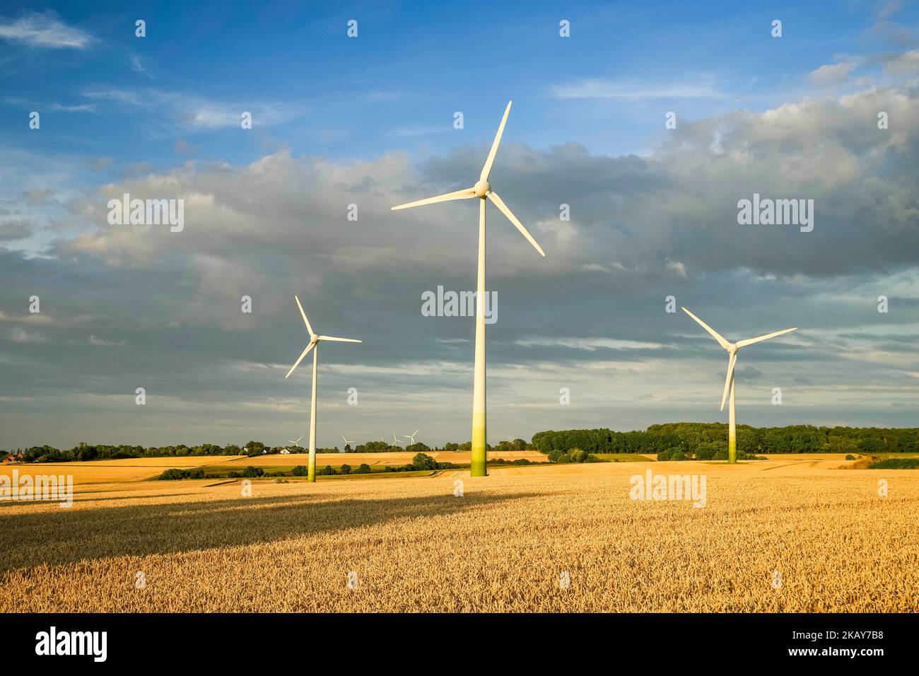 A group of wind turbines in the golden field against a blue clouded sky ...