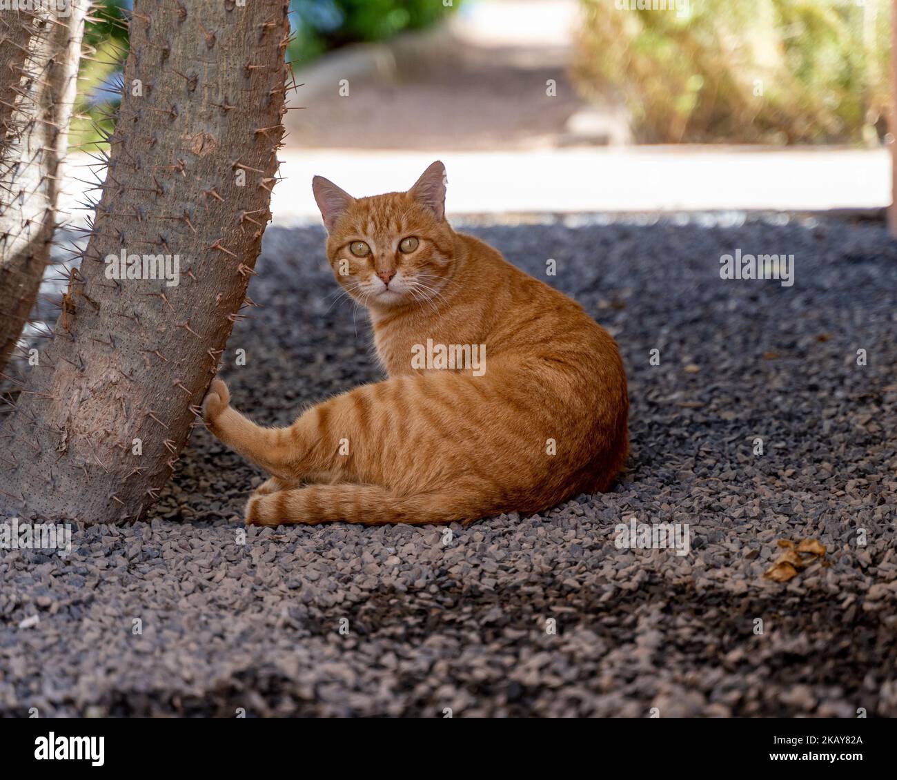 A closeup of a ginger cat looking to the camera sitting by a cactus ...