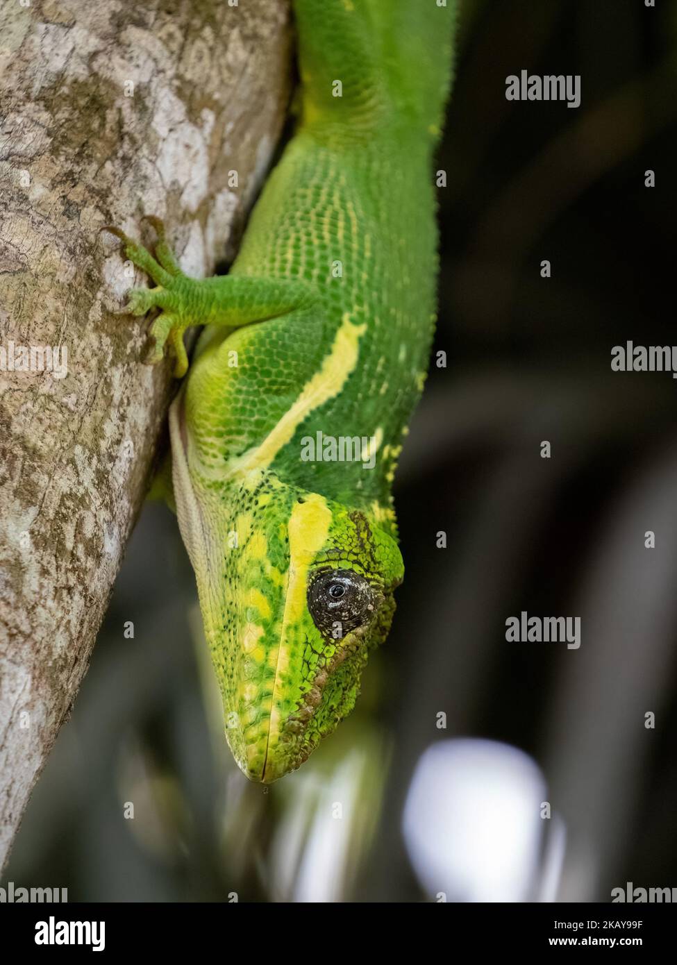 A vertical closeup shot of a green invasive adult cuban knight anole ...
