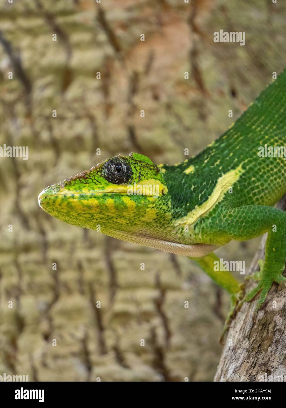 A vertical closeup shot of a green invasive adult cuban knight anole ...
