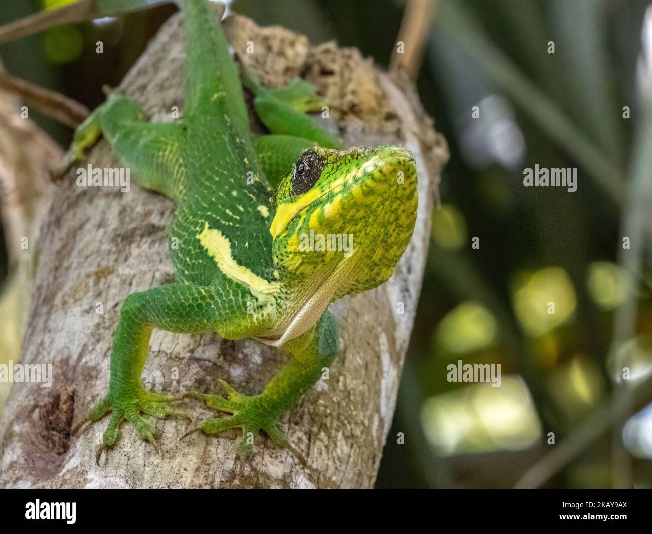 A closeup shot of a green invasive adult cuban knight anole lizard on a ...