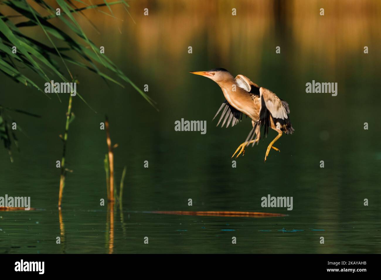 A selective focus shot of a little bittern bird flying over a lake ...