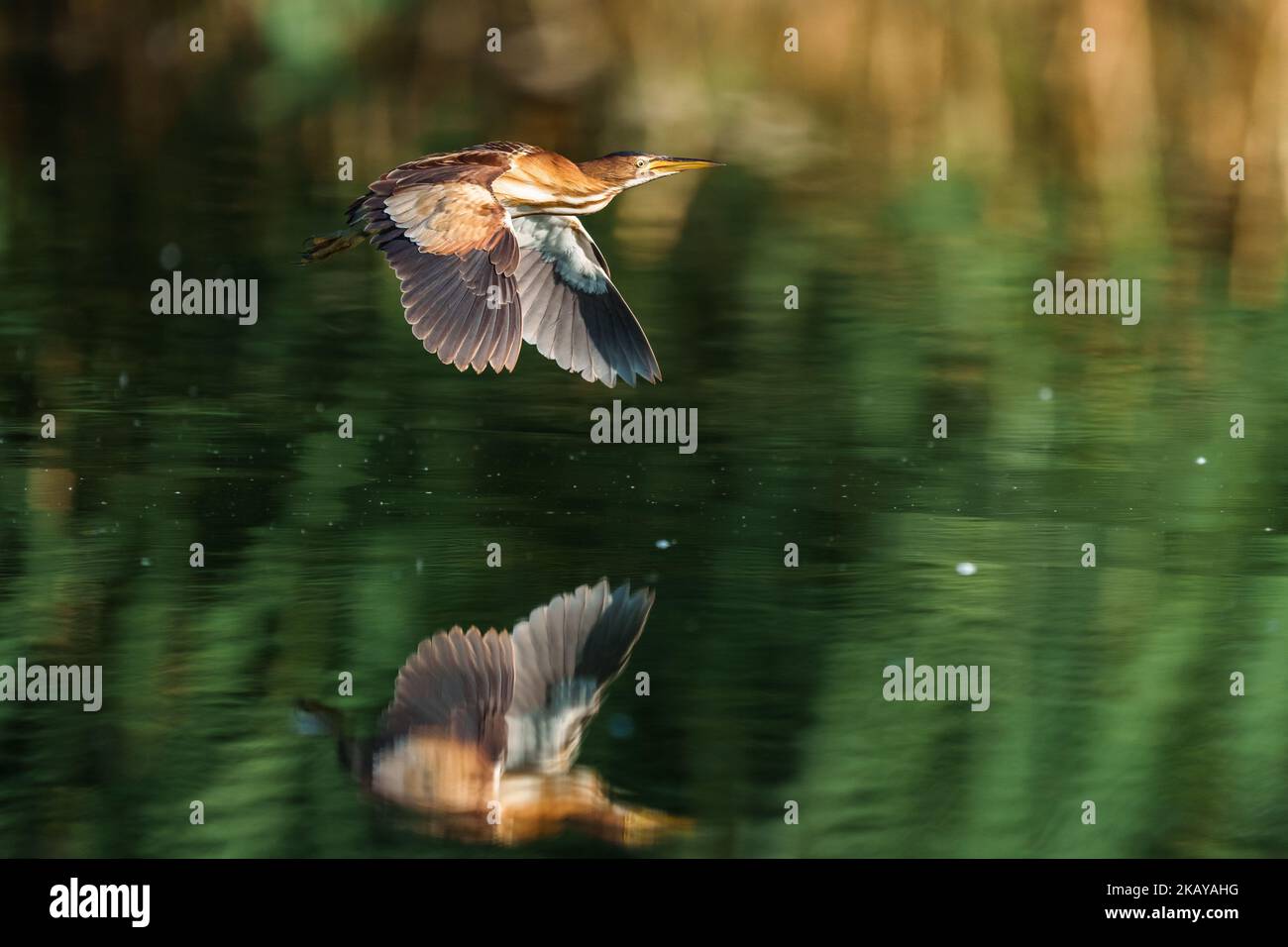 A selective focus shot of a little bittern bird flying over a lake ...