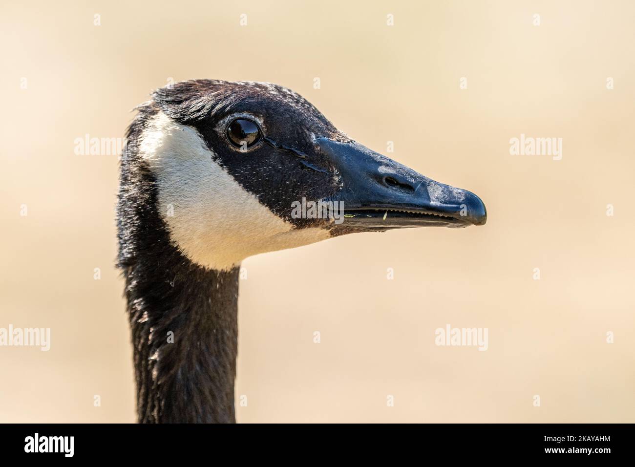 A closeup shot of details on a beautiful black white Canadian goose ...