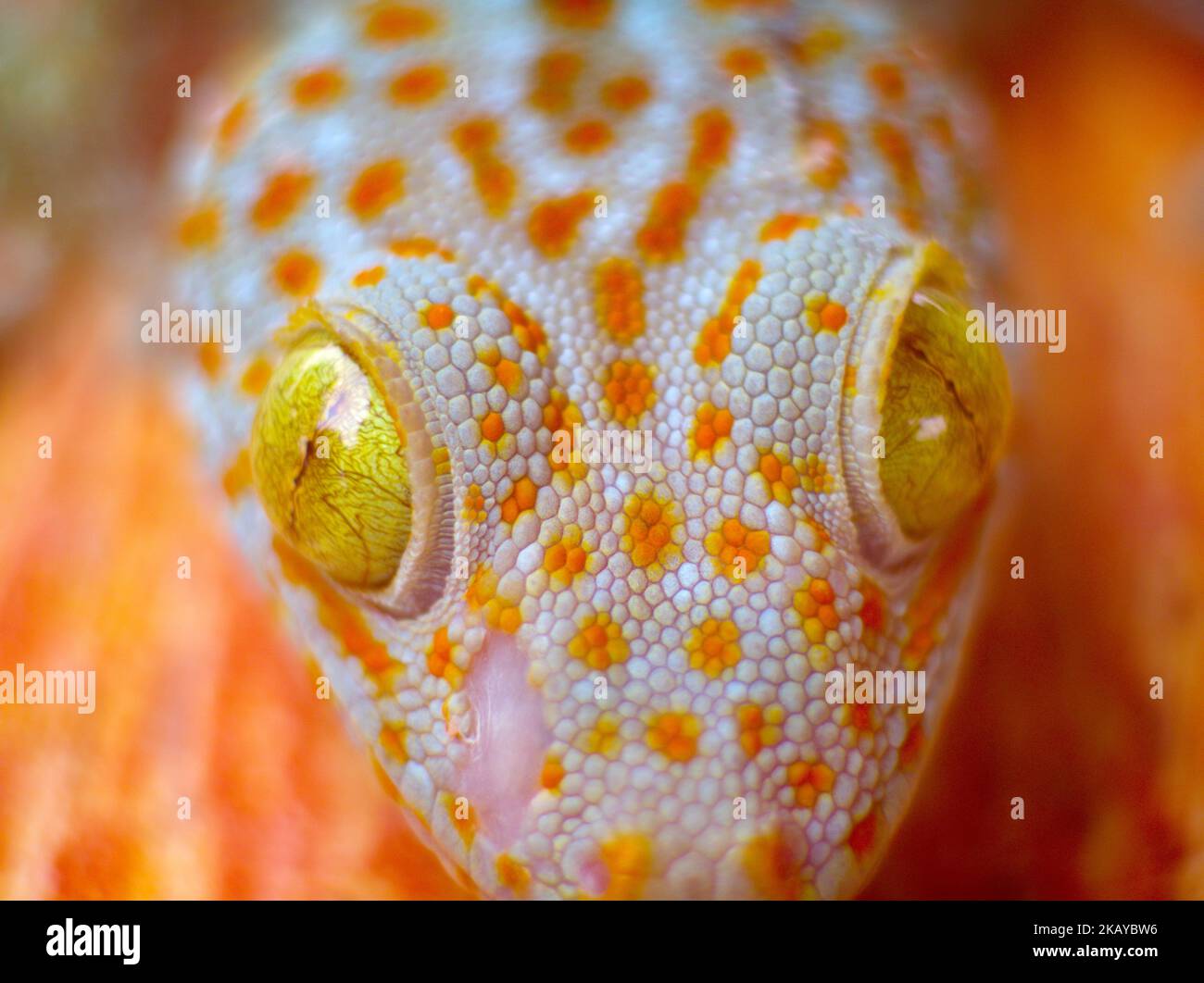 Orange spotted gecko hi-res stock photography and images - Alamy