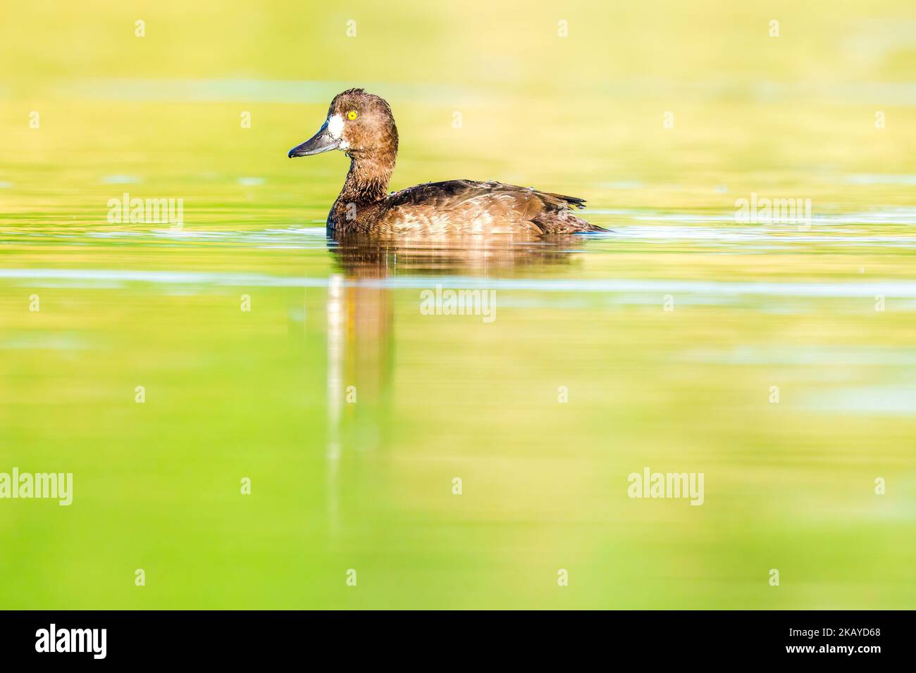 A brown mallard duck swimming on a green pond surface Stock Photo - Alamy