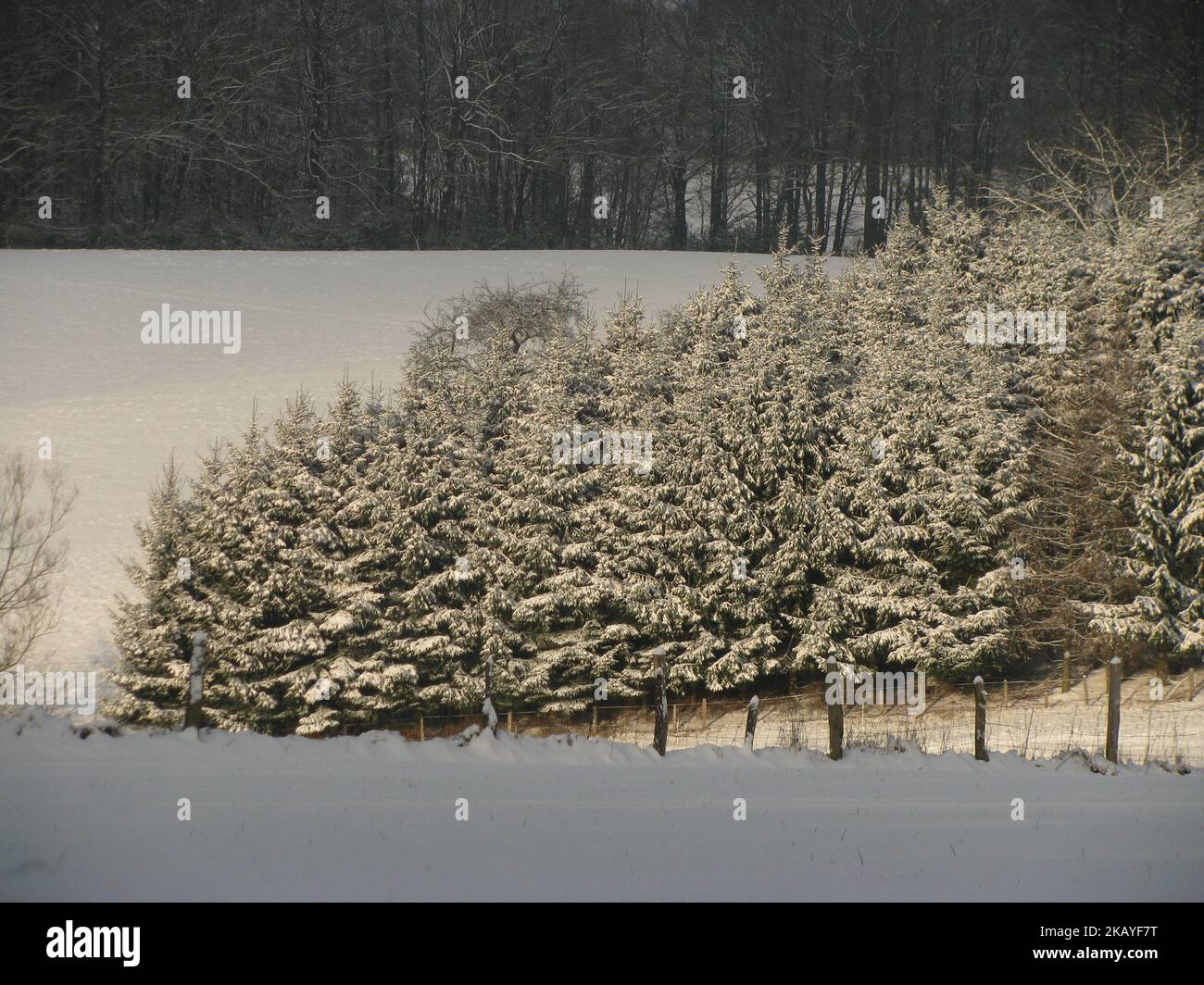 A beautiful shot of a forest covered in snow in winter in Germany Stock ...