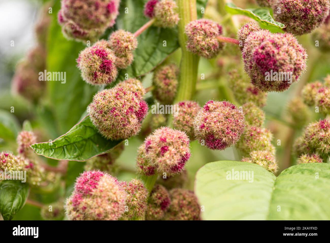 Hanging from a stem hi-res stock photography and images - Alamy