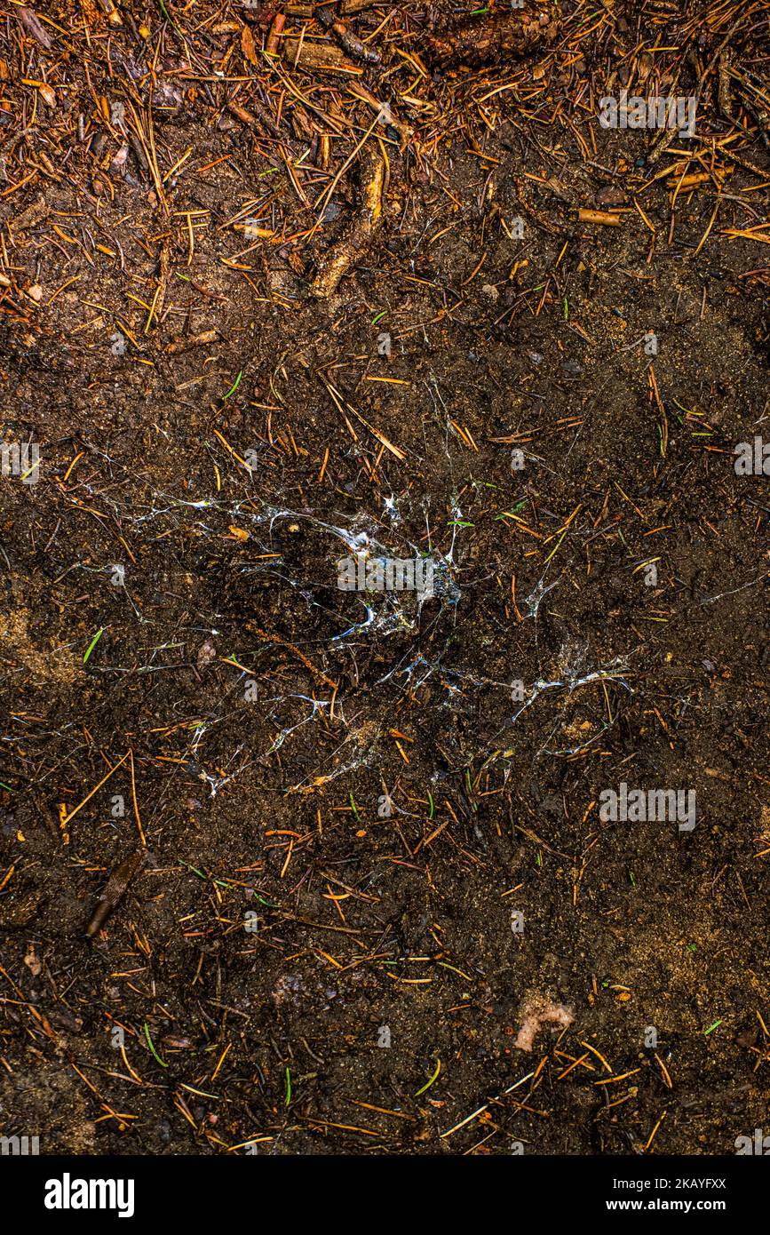 Tree sap on wood floor hi-res stock photography and images - Alamy