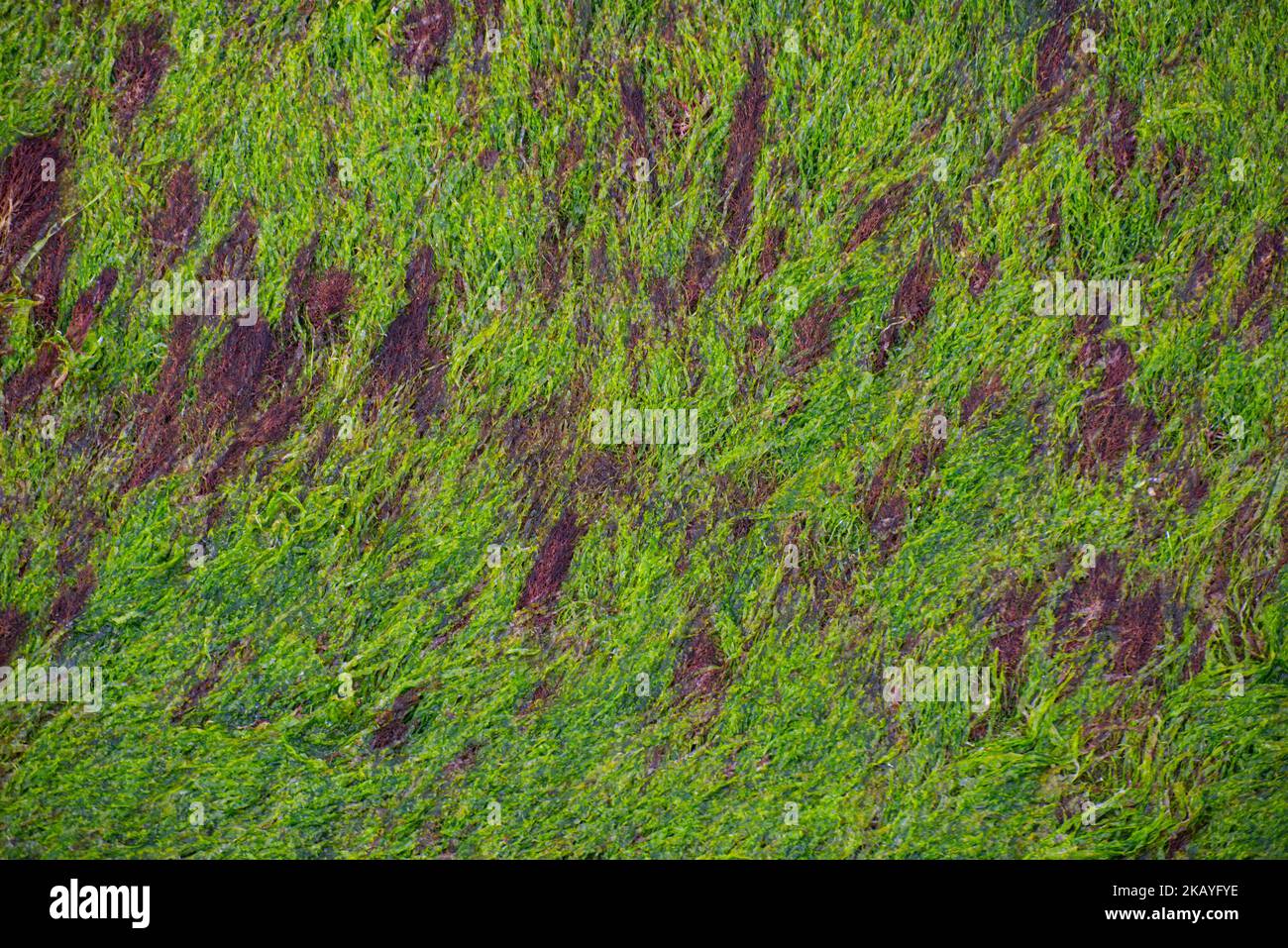 Green algae growing on a metal plate Stock Photo - Alamy