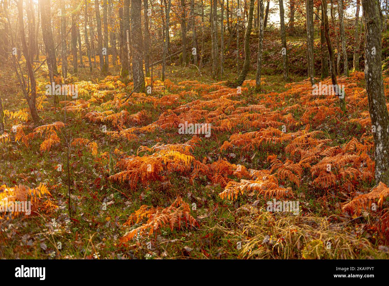 Orange ferns on the forest floor at autumn Stock Photo - Alamy