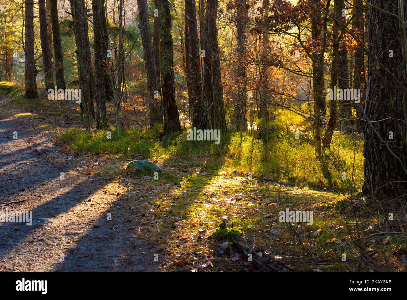 Sunlight shining through trees in a forest in the fall Stock Photo - Alamy