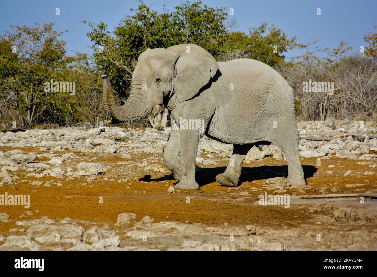 A small elephant hi-res stock photography and images - Alamy