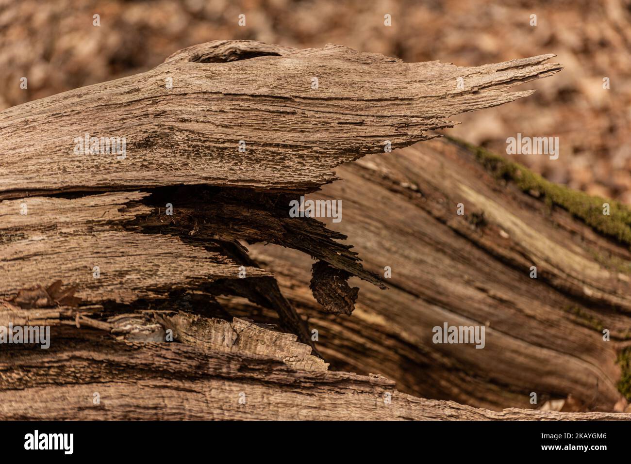 Old dry and rotten log being broke up Stock Photo - Alamy