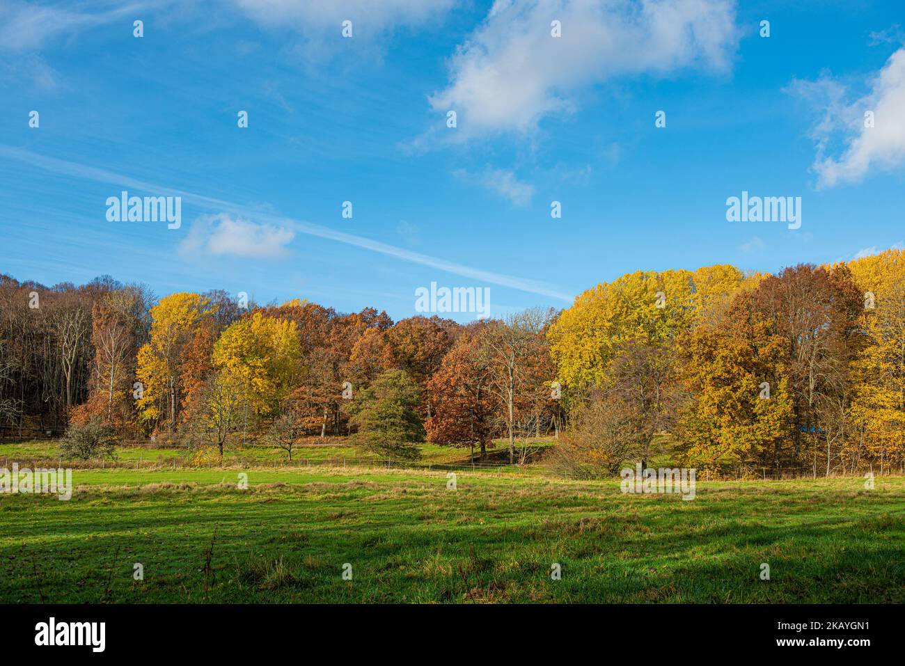 Coloured forest hi-res stock photography and images - Alamy