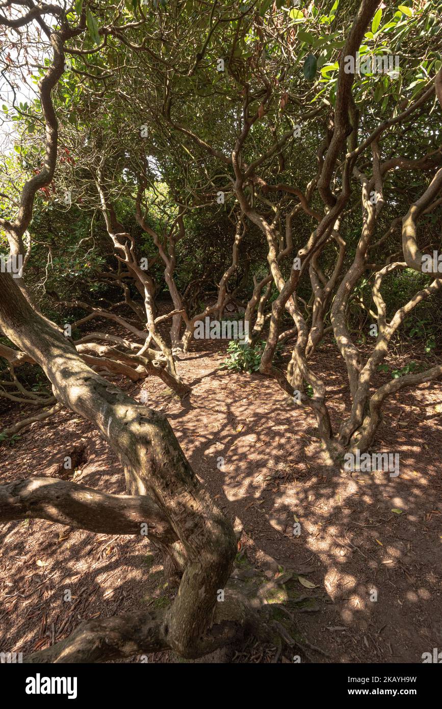 Inside view of a tree with crooked and densely packed branches Stock ...