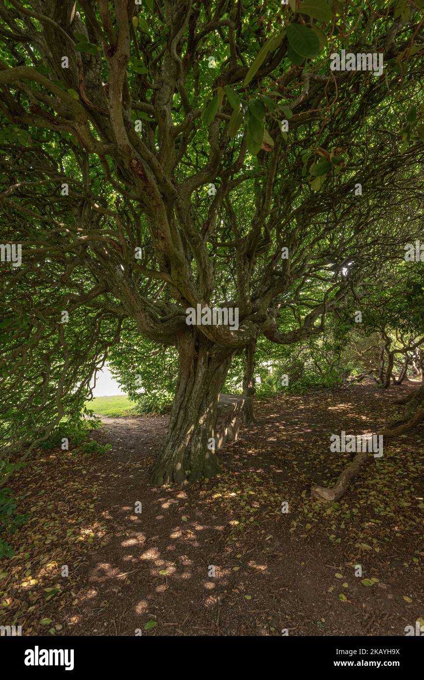 Inside view of a tree with crooked and densely packed branches Stock ...