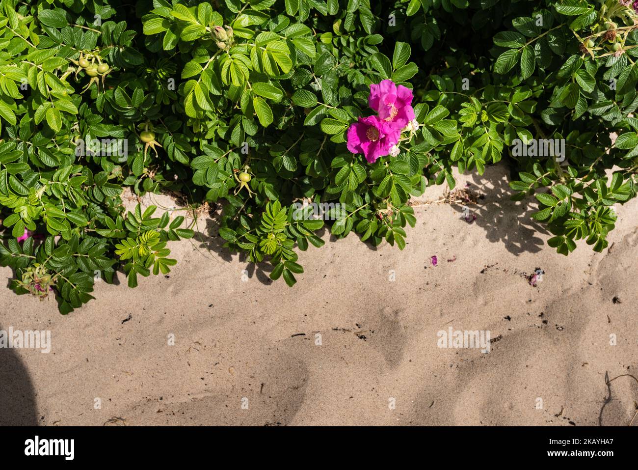 plants and a flower by fine sand at beach Stock Photo - Alamy
