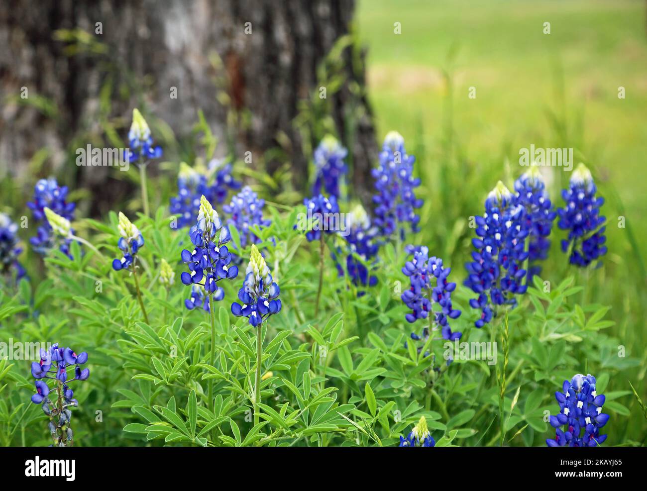 Cluster of Blue lupin Stock Photo - Alamy