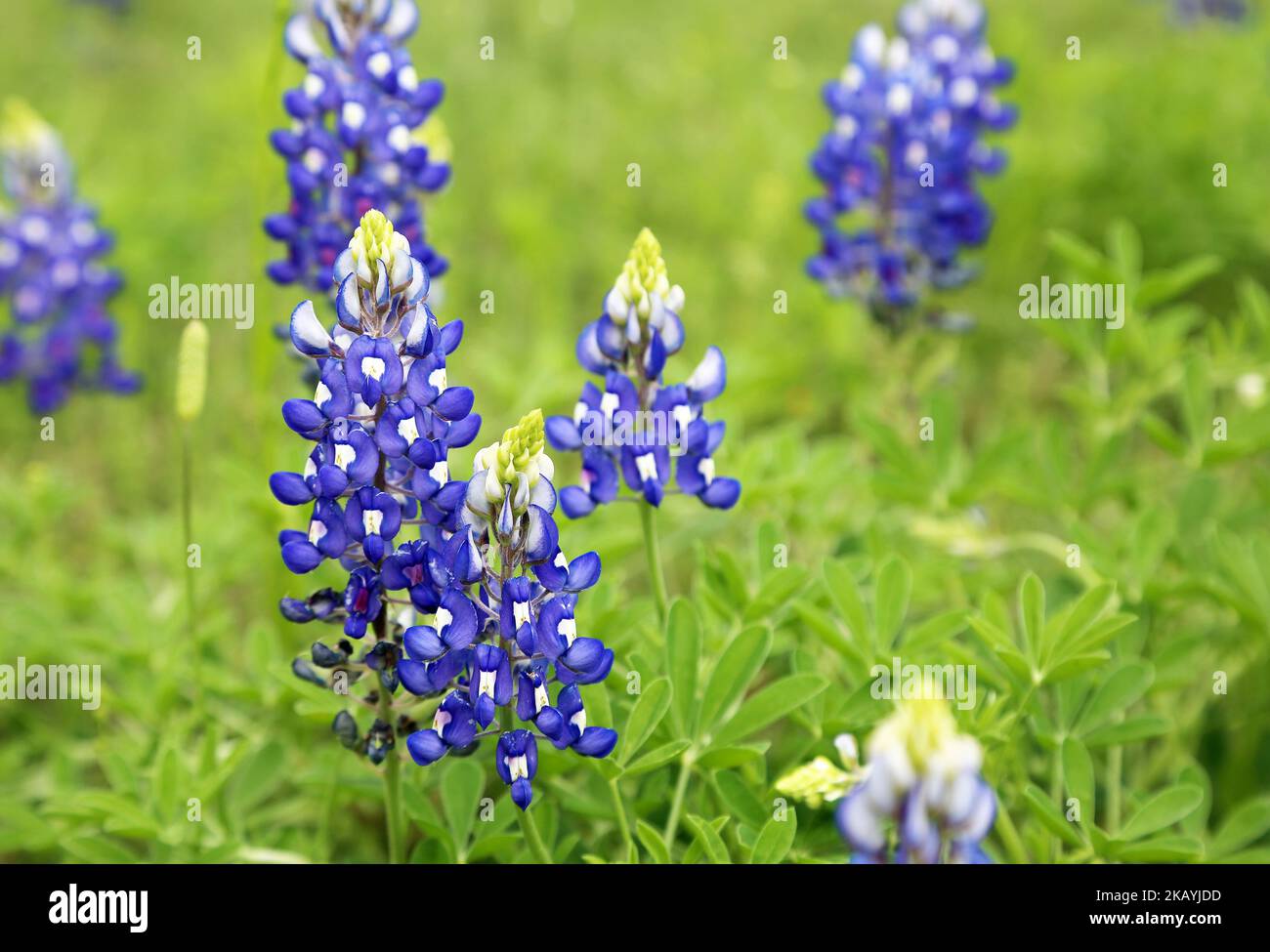 Lupin petals hi-res stock photography and images - Alamy