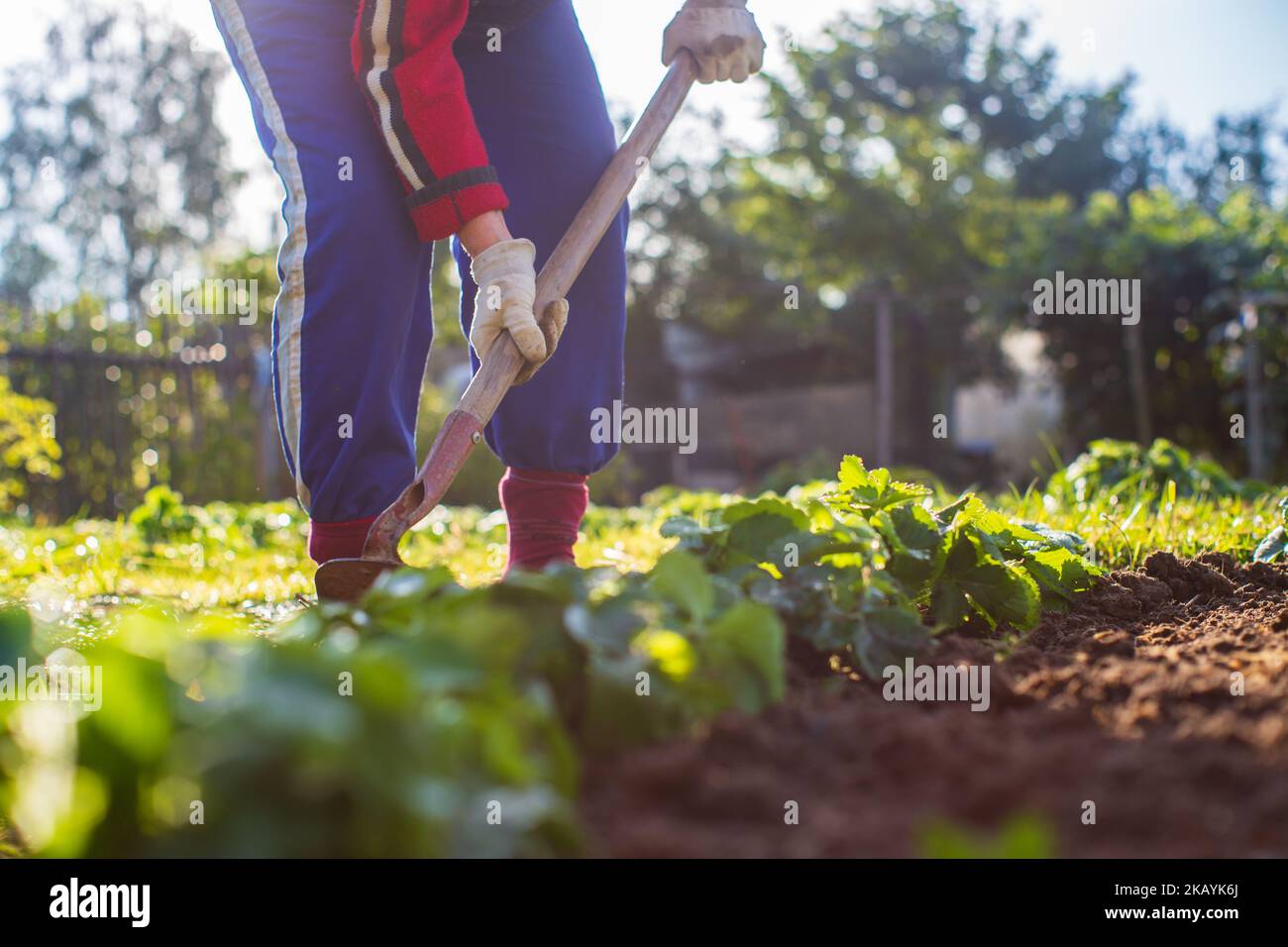 Farmer cultivating land in the garden with hand tools. Soil loosening ...