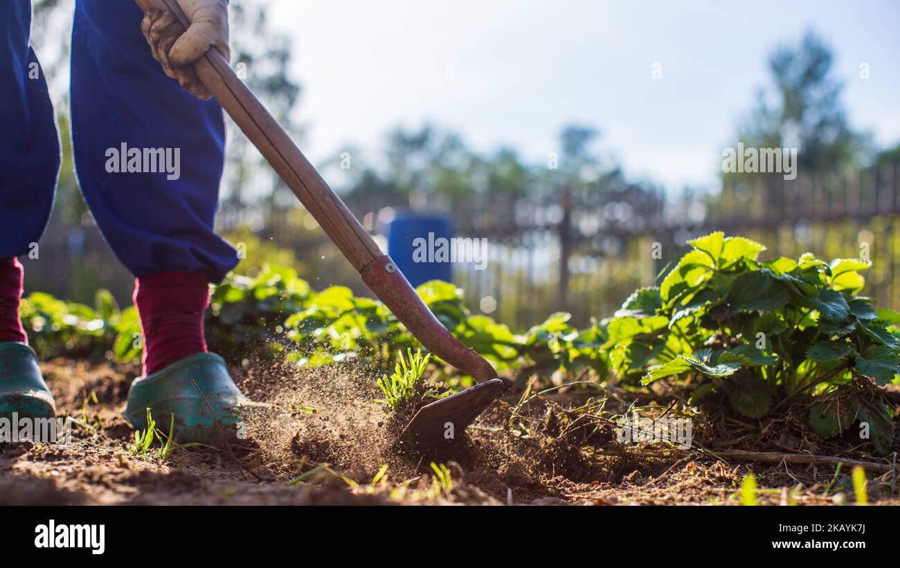 Farmer cultivating land in the garden with hand tools. Soil loosening ...